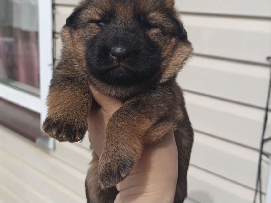 Мальчик немецкой овчарки