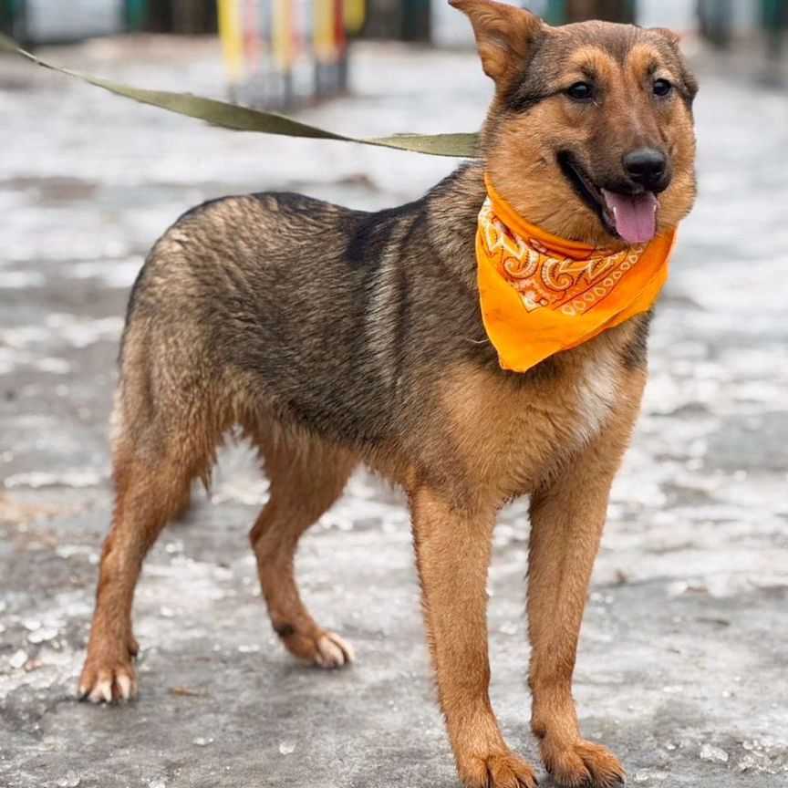 Собака Румба в добрые руки Девочка рыжая