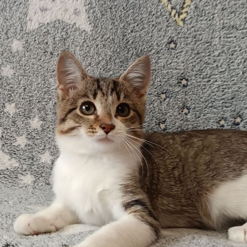 Котенок девочка 2,5 месяца