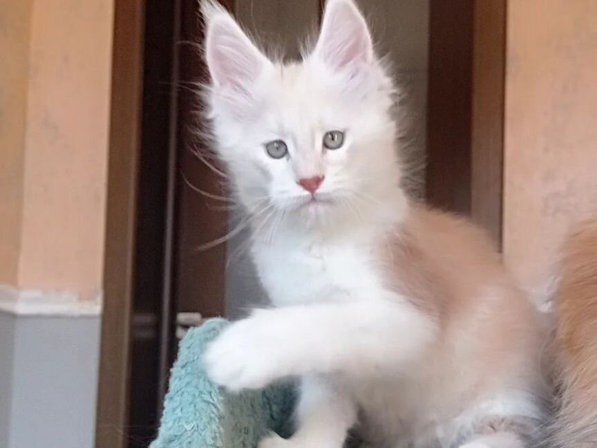 Маленький львёнок Сильвестр