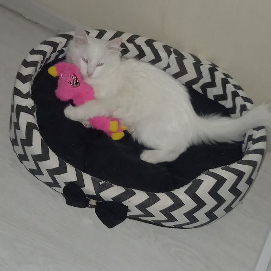 Котята в добрые руки приучены к лотку