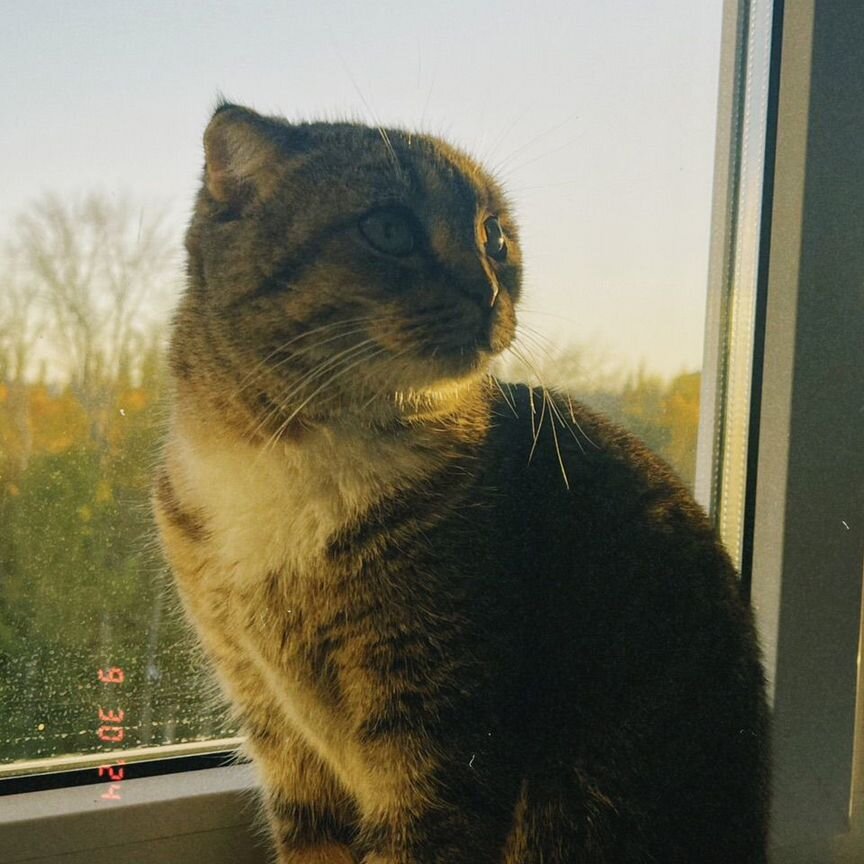 Кошка вислоухая
