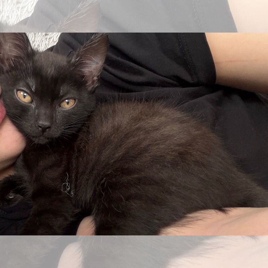 Котёнок в добрые руки