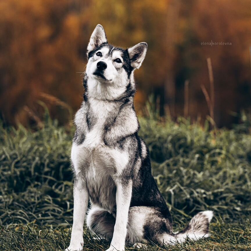 Тесси из приюта