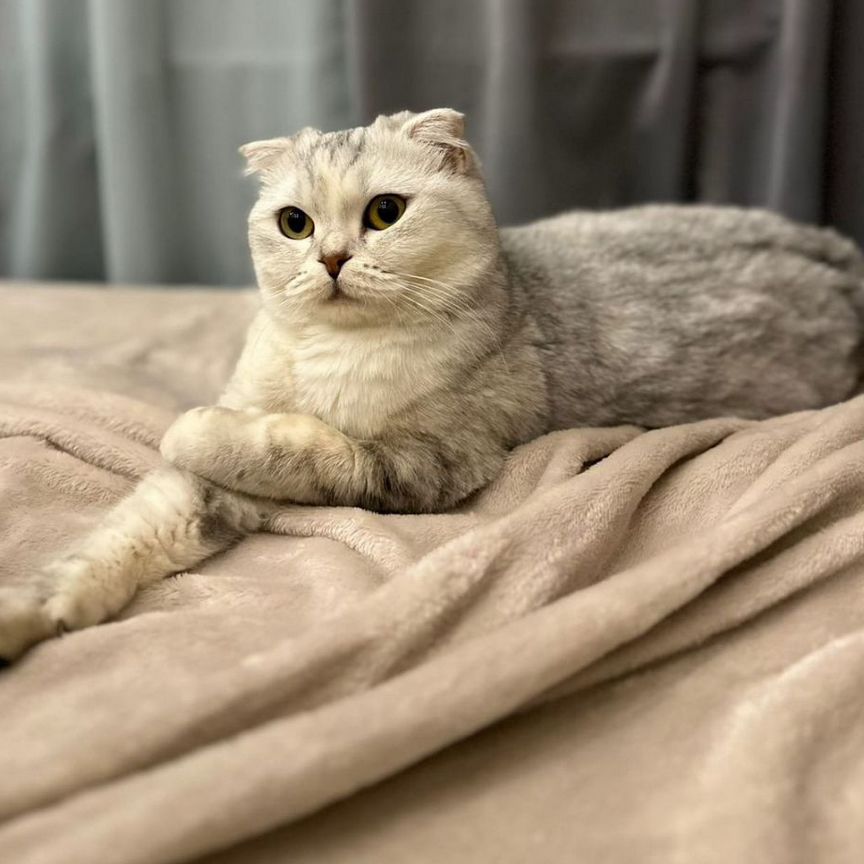Шотландская вислоухая кошка стала лишней в семье