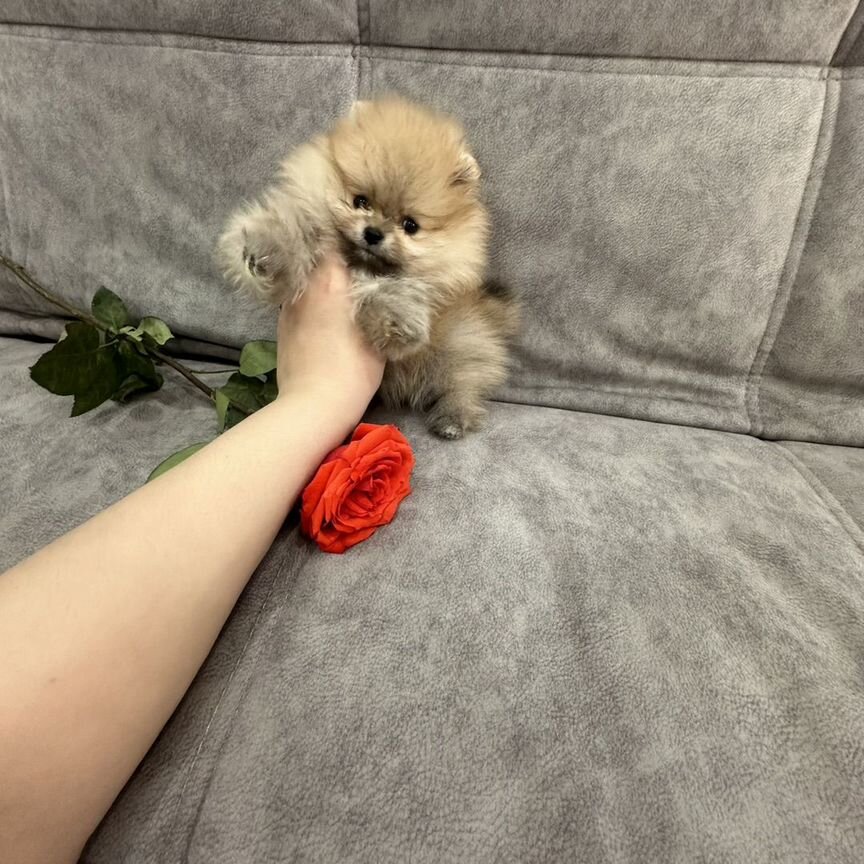 Маленький мини медведь