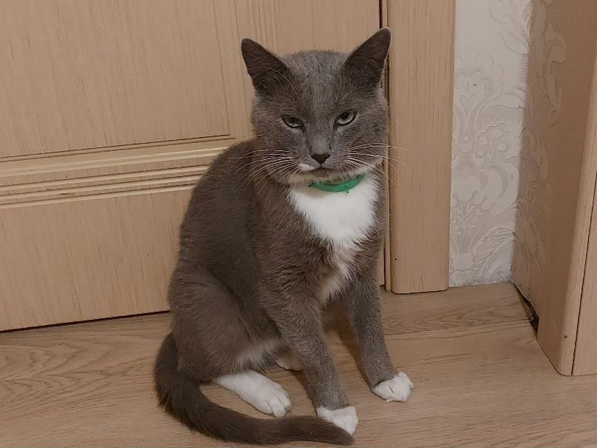 Котики бесплатно