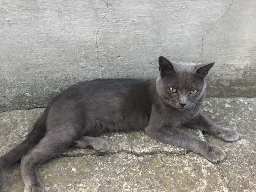 Кот