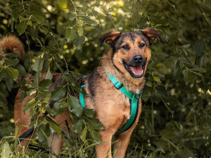 Собака в добрые руки