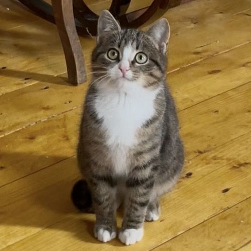 Котёнок в добрые руки