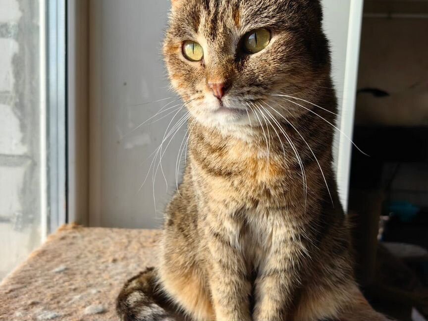 Кошечка Груня в добрые руки