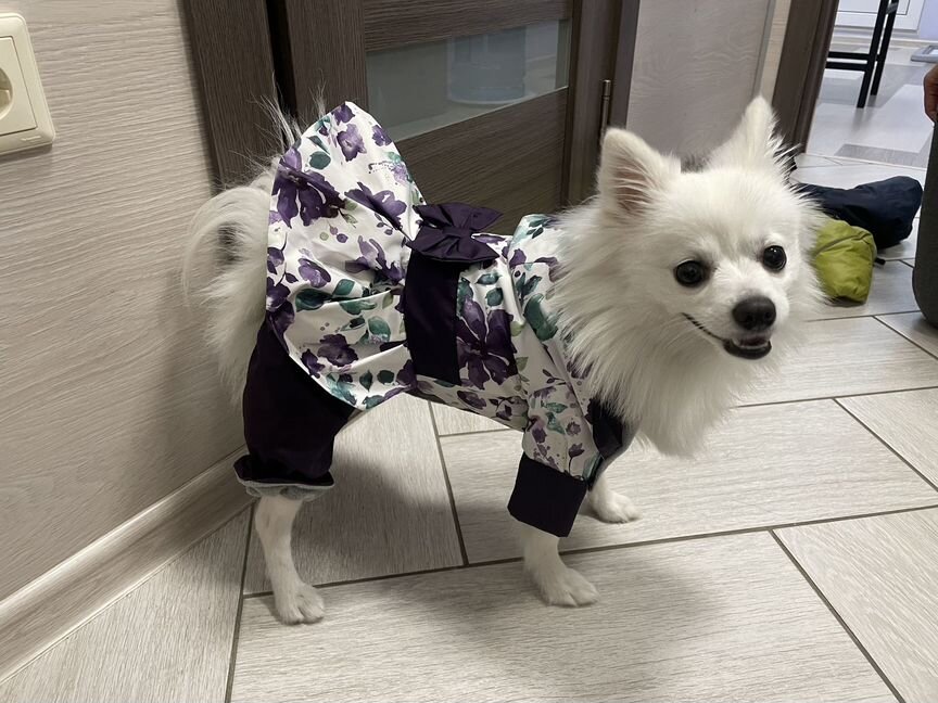 Одежда для собак большой выбор одежды для собак и