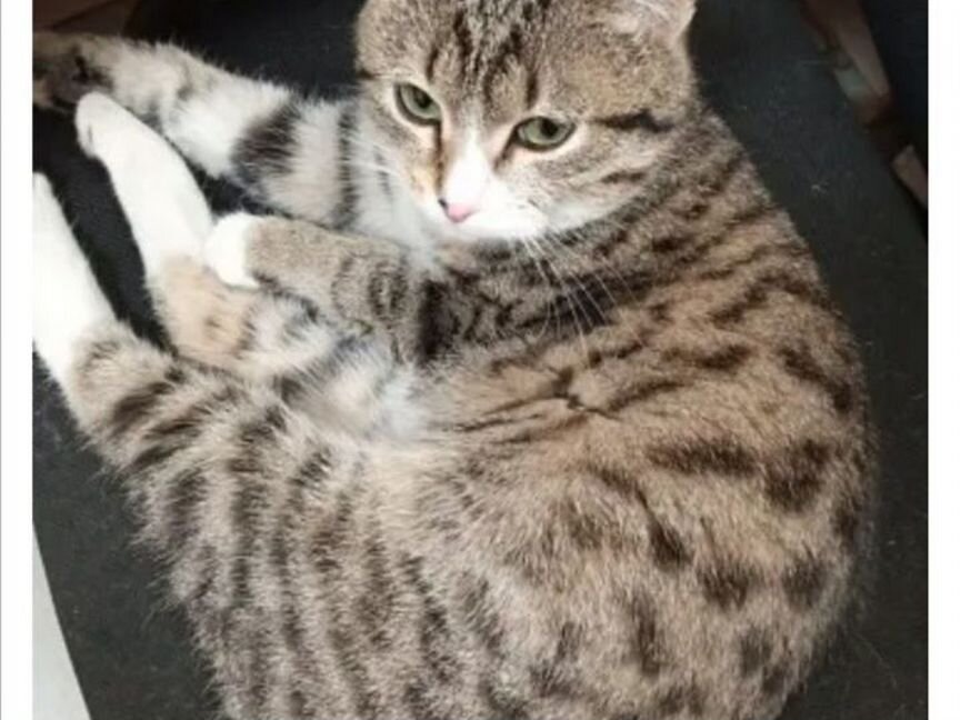 Котенок подросток в добрые руки