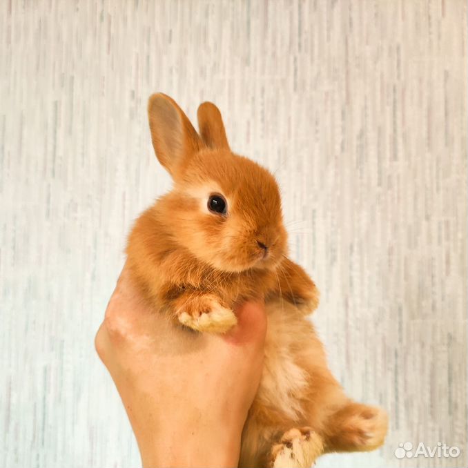 Кролик карликовый - очень редкий, королевский