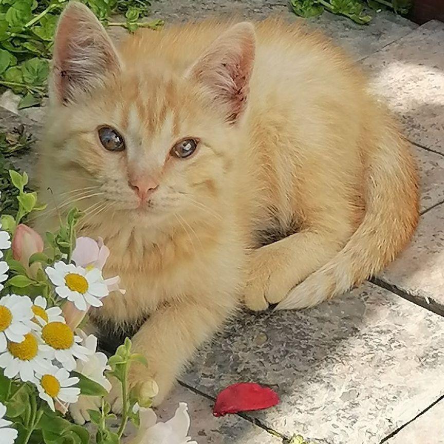Отдам котят