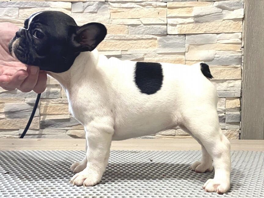 Французский бульдог щенки