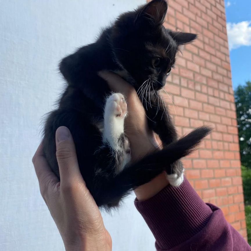 Котята в добрые руки бесплатно мальчик