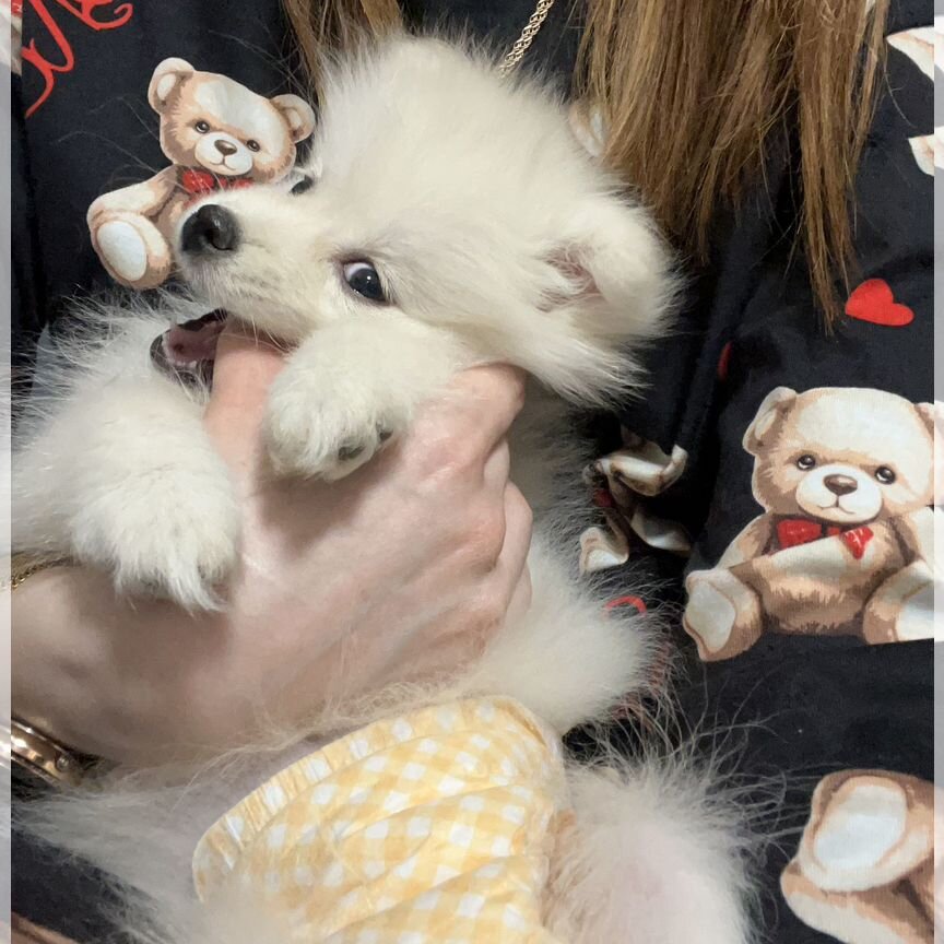 Померанский шпиц, щенок