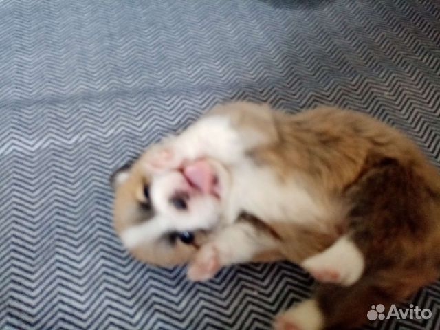 Вельш-корги пемброк