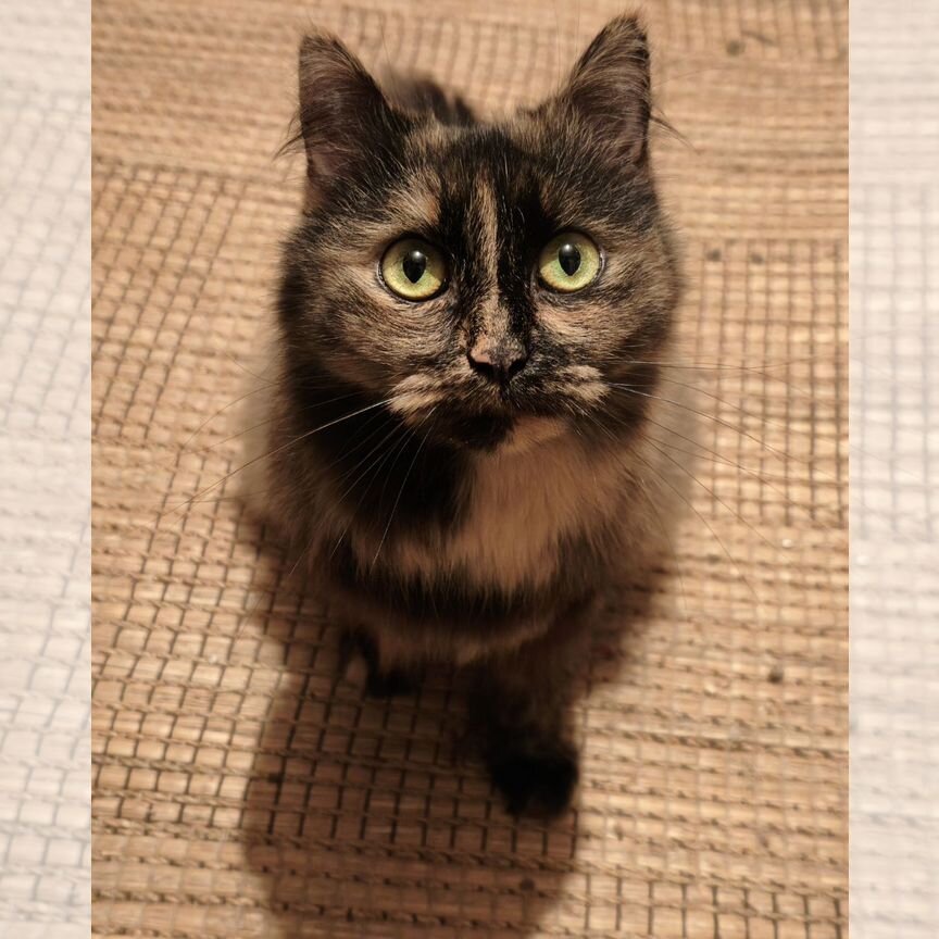 Взрослая кошка в добрые руки