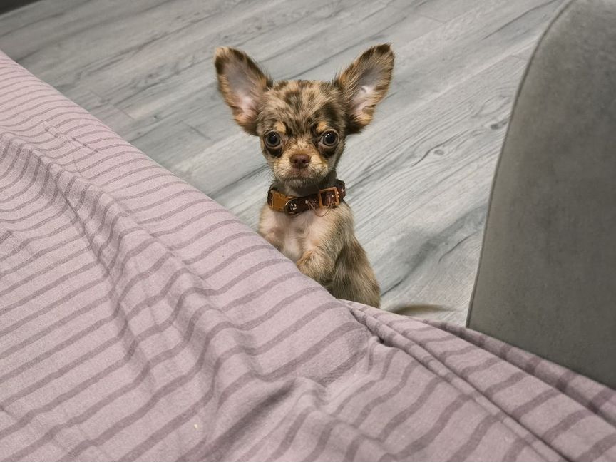 Щенок чихуахуа