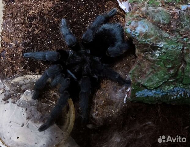 Паук птицеед Граммостола Пульхра