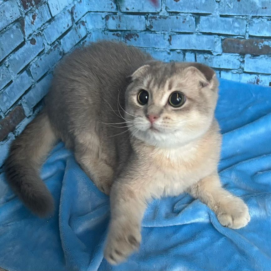 Шотландский вислоухий котик в дар