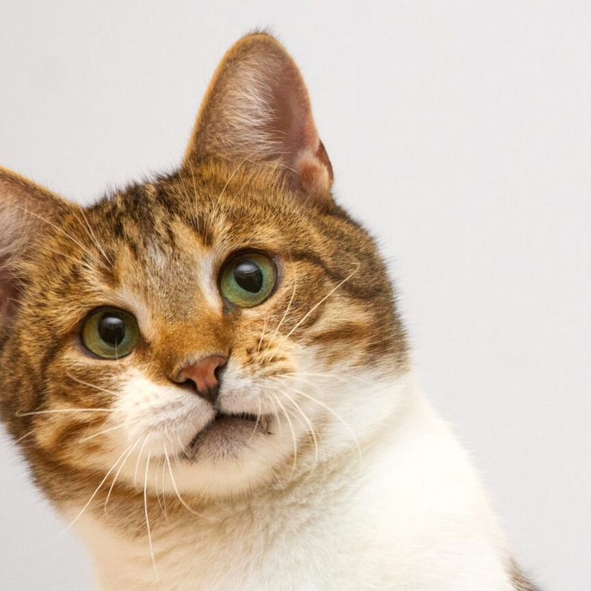 Фене всё по фене, он хочет обрести семью