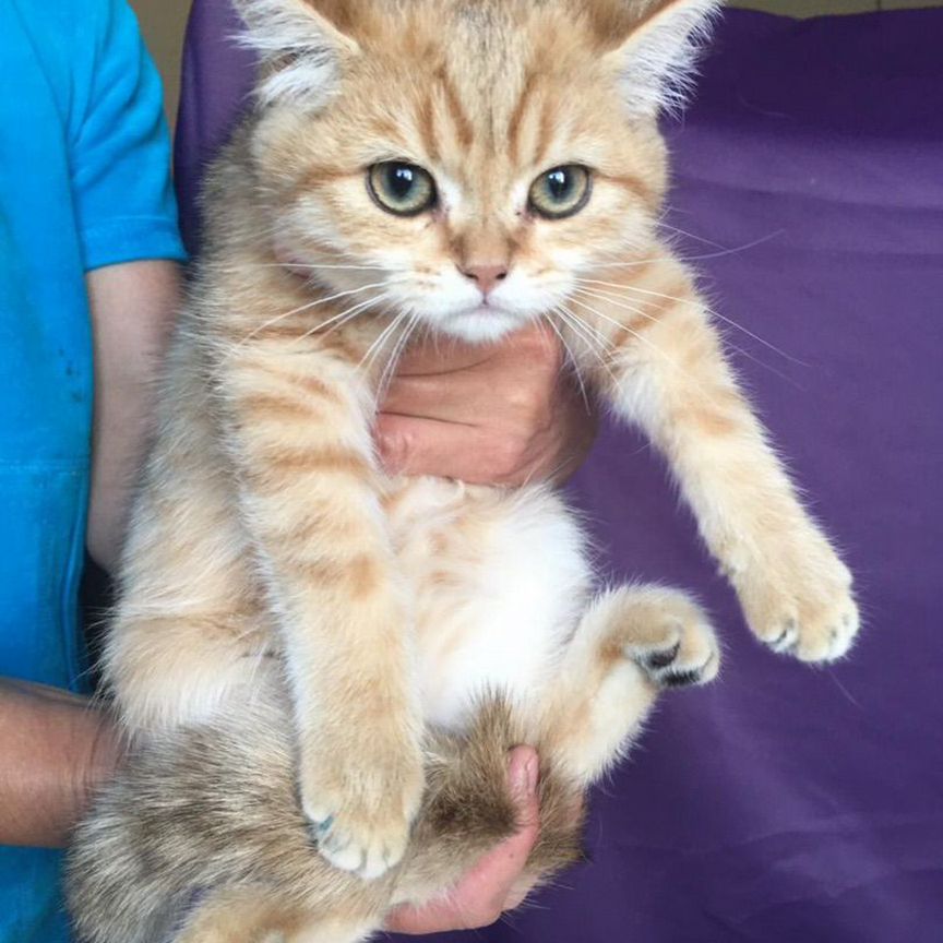 Котик золотая шиншилла