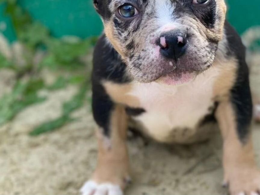 Американский булли экзот