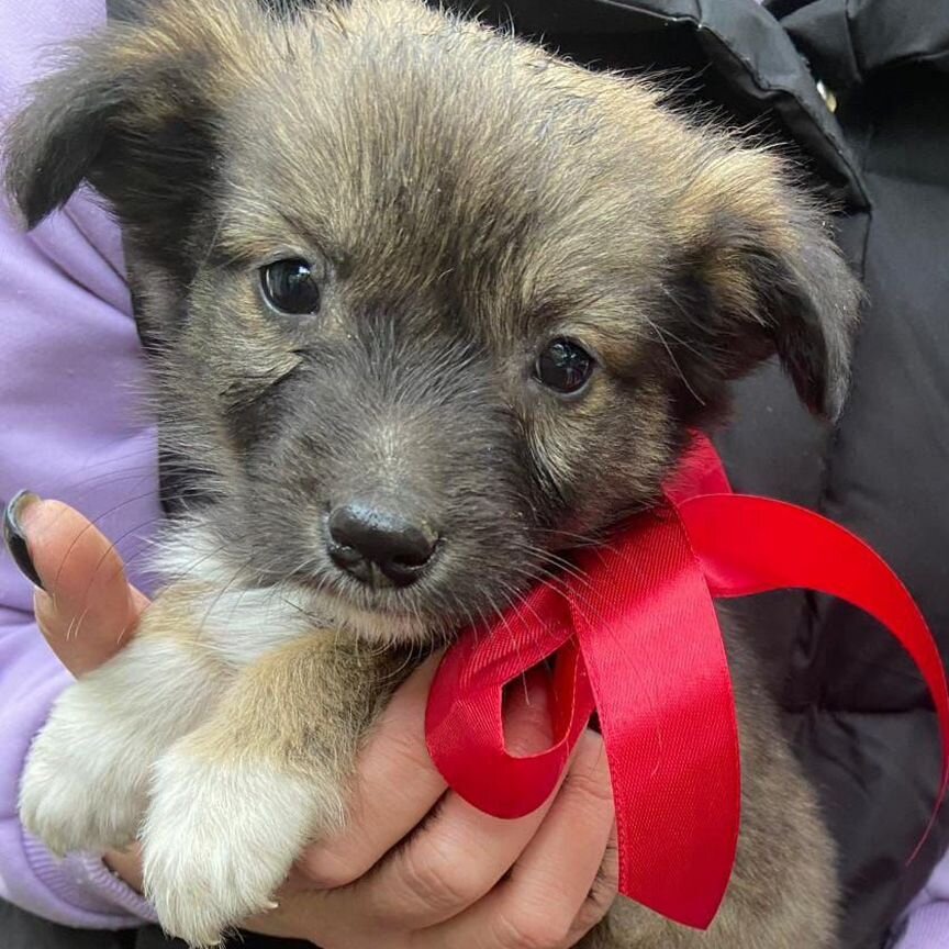 Щеночек Тея в дар