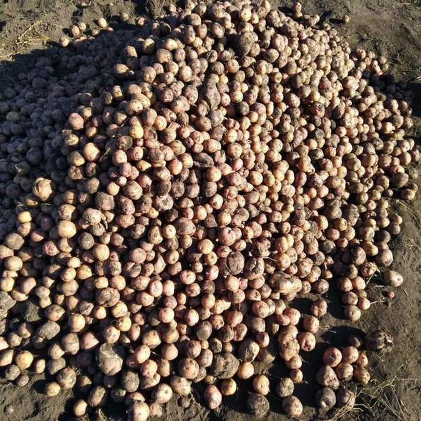 Картофель мелкий на корм животным