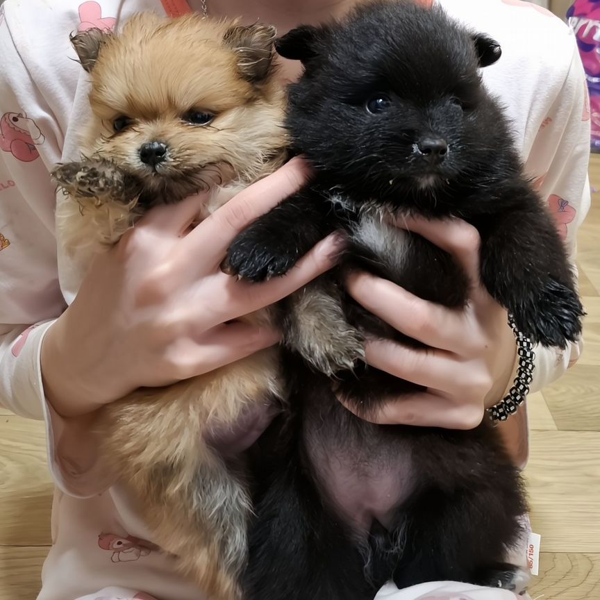 Померанский шпиц, щенок