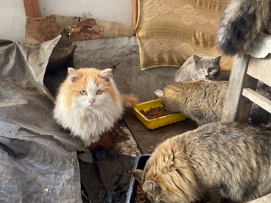 Много котов в СНТ