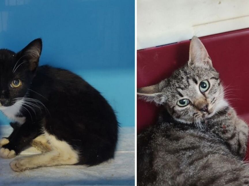 Хотят выпускать