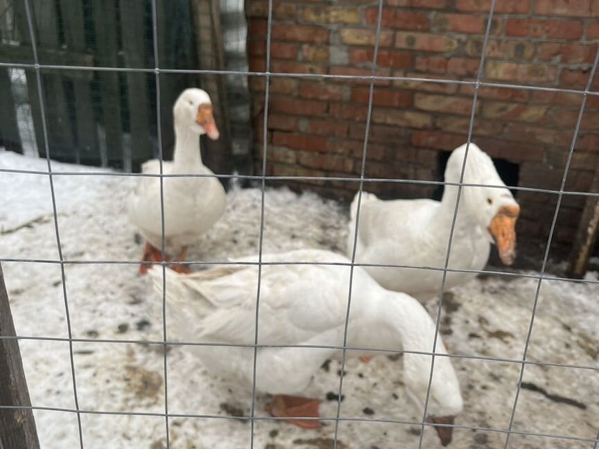 Гуси Холмагоры