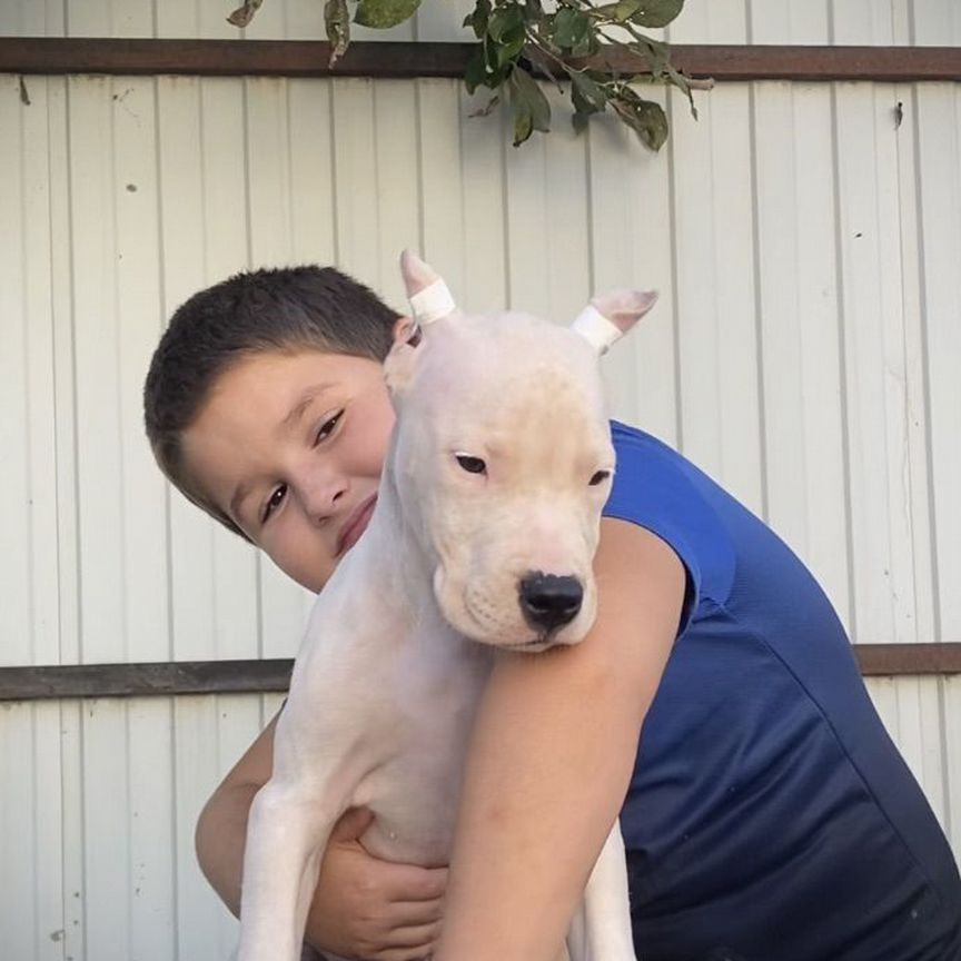 Девочки белые ангелочки