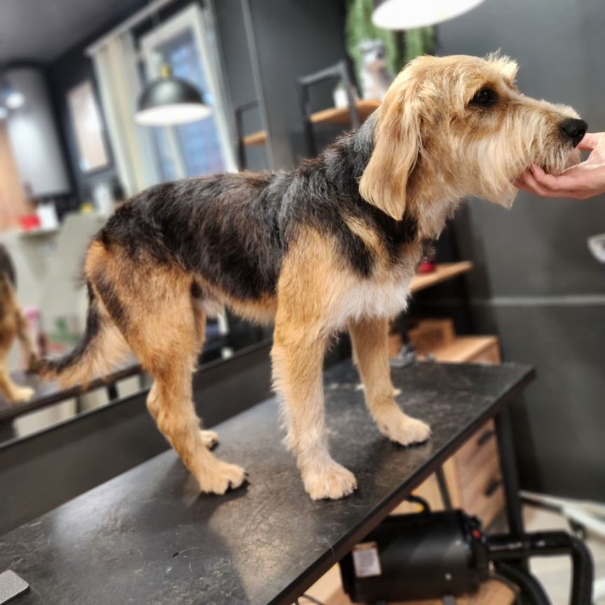 Эрдельтерьер - и таких тоже выкидывают