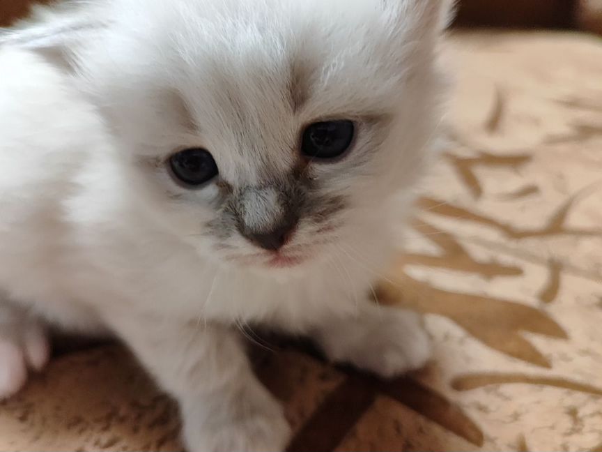 Обыкновенные котята
