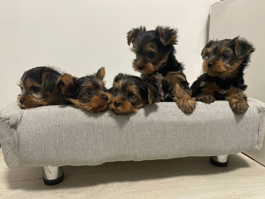 Йоркширский терьер щенки