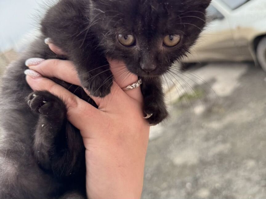 Кошка