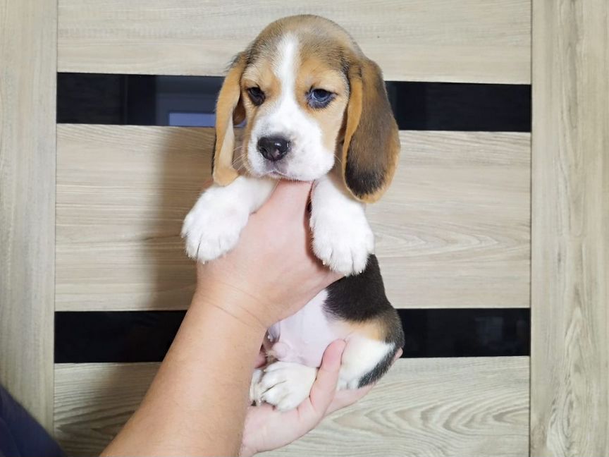 Бигль сладкие малыши