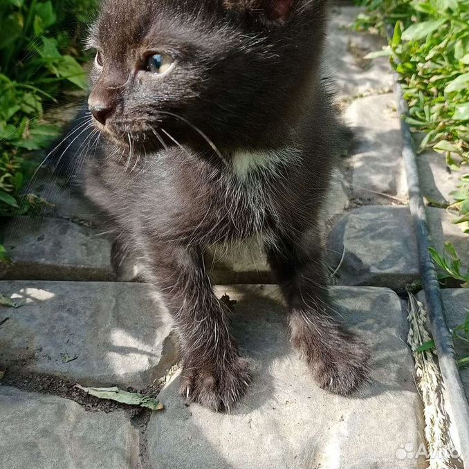 Мини пантера