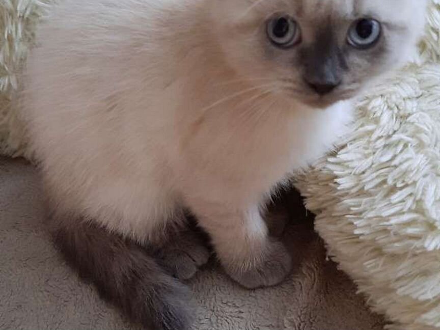 Шотландский вислоухий кот