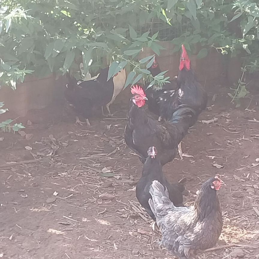 Молодые петухи в рядом