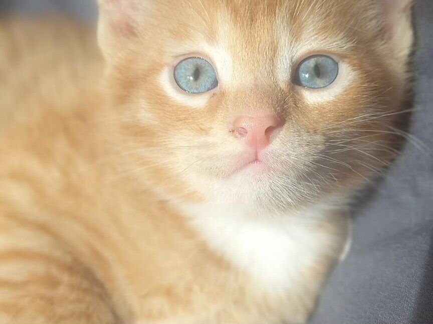 Кошки в добрые руки бесплатно