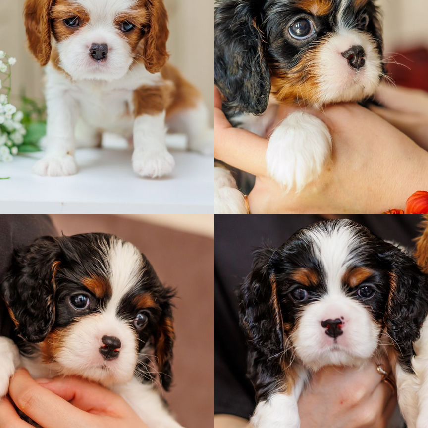 Кавалер Кинг Чарльз Спаниель