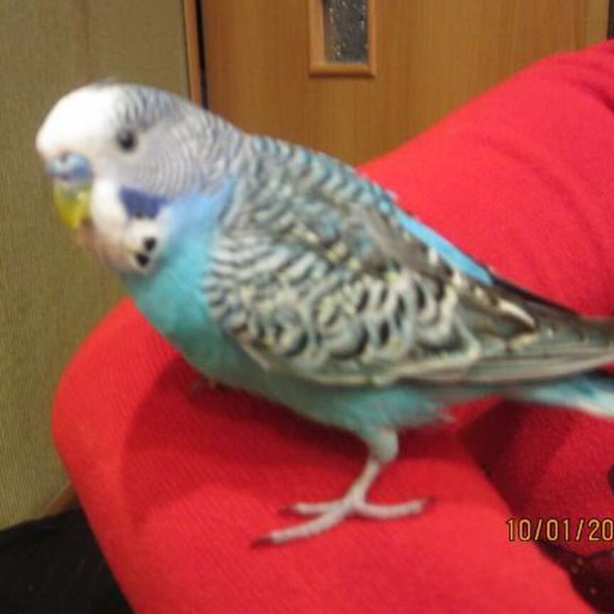 Волнистый попугаи мальчик и девочка