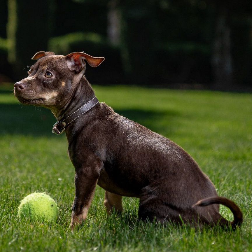 Отдам в добрые руки той-терьера