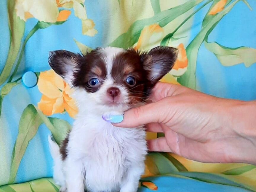 Чебурашка mini boy